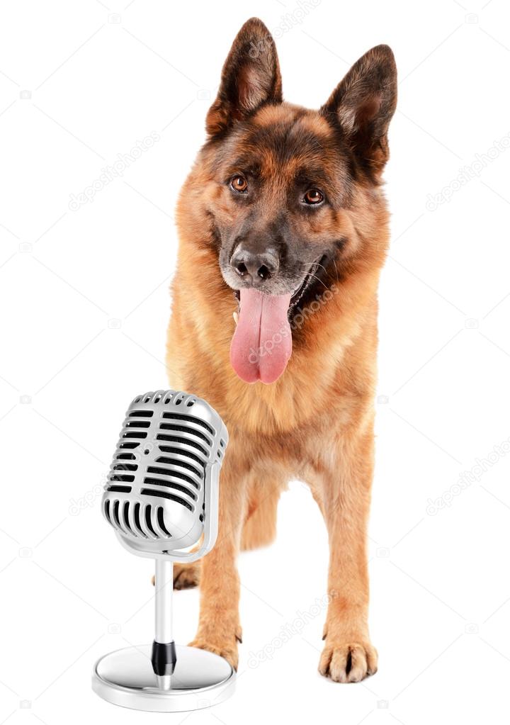 Cute dog with microphone isolated on white — Stock Photo © belchonock ...