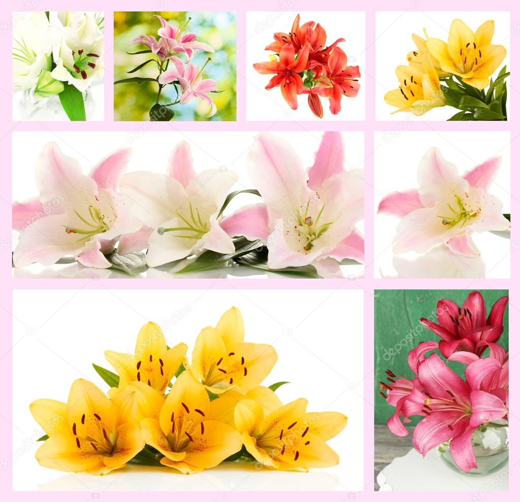 Collage of beautiful lilies — Stock Photo © belchonock #52335725