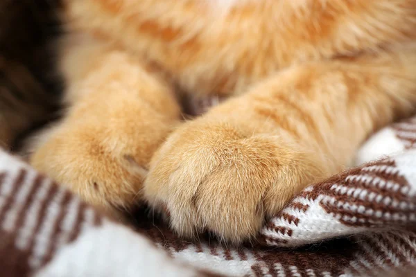 Red cat's paws - Stock Image - Everypixel