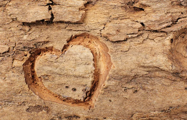 Heart carved in tree bark Stock Photo by ©belchonock 55019419