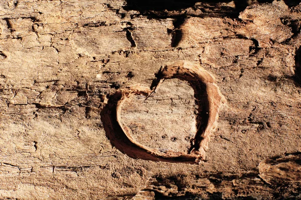 Heart carved in tree bark Stock Photo by ©belchonock 55019419