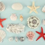 Seashell collection Stock Photo by ©Elena Schweitzer 5451891