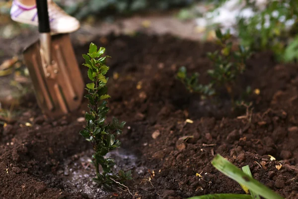 Tree planting Stock Photos, Royalty Free Tree planting Images ...