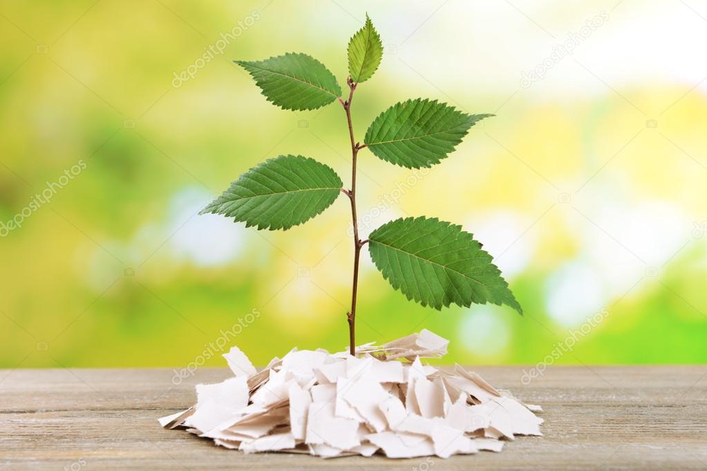 Plant growing from paper — Stock Photo © belchonock #57036573