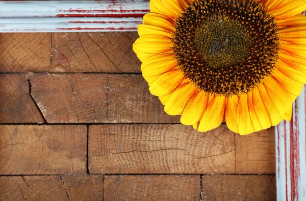 Rustic sunflower background Stock Photos, Royalty Free Rustic sunflower ...