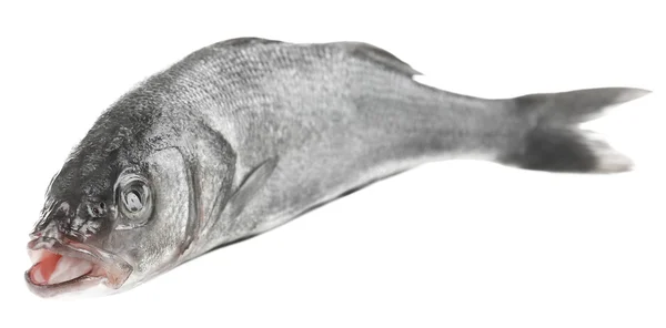 Grayfish Stock Photos, Royalty Free Grayfish Images | Depositphotos