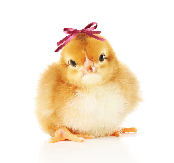 Anniversaire poussin mignon Stock Photos, Royalty Free Anniversaire ...