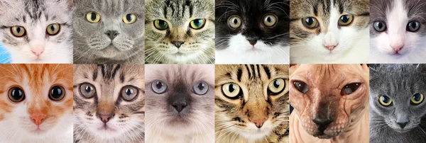 Cat collage Stock Photos, Royalty Free Cat collage Images | Depositphotos