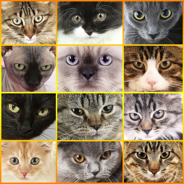 Cute cat faces collage Stock Photo by ©belchonock 60924883