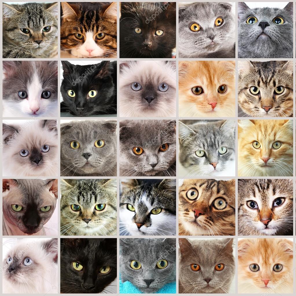Cute cat faces collage — Stock Photo © belchonock #60924883