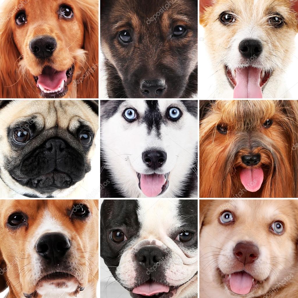 Collage de retratos de perros — Fotos de Stock © belchonock #60963203