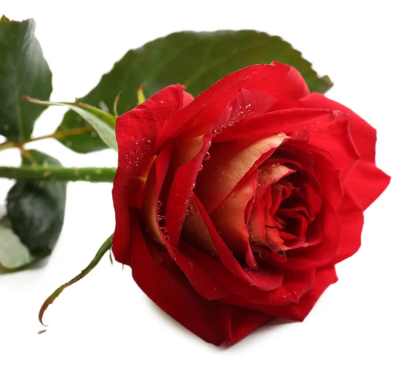 Rose rouge avec tige images libres de droit, photos de Rose rouge avec ...