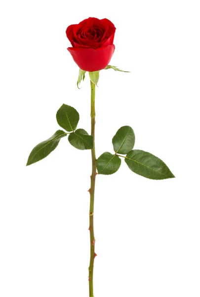 Red rose, long stem Stock Photo by ©AndreaA. 10010061