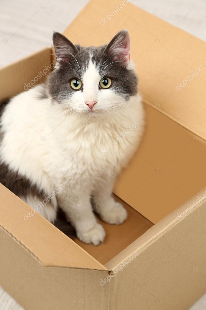 Cute cat sitting in cardboard box — Stock Photo © belchonock #61895527
