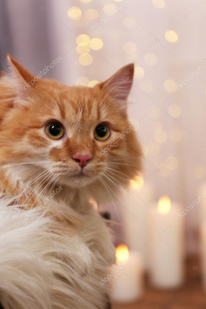 Lovable red cat on lights background — Stock Photo © belchonock #62215687