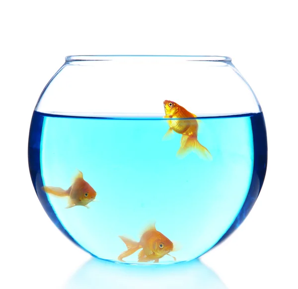 Poisson rouge dans un aquarium images libres de droit, photos de ...