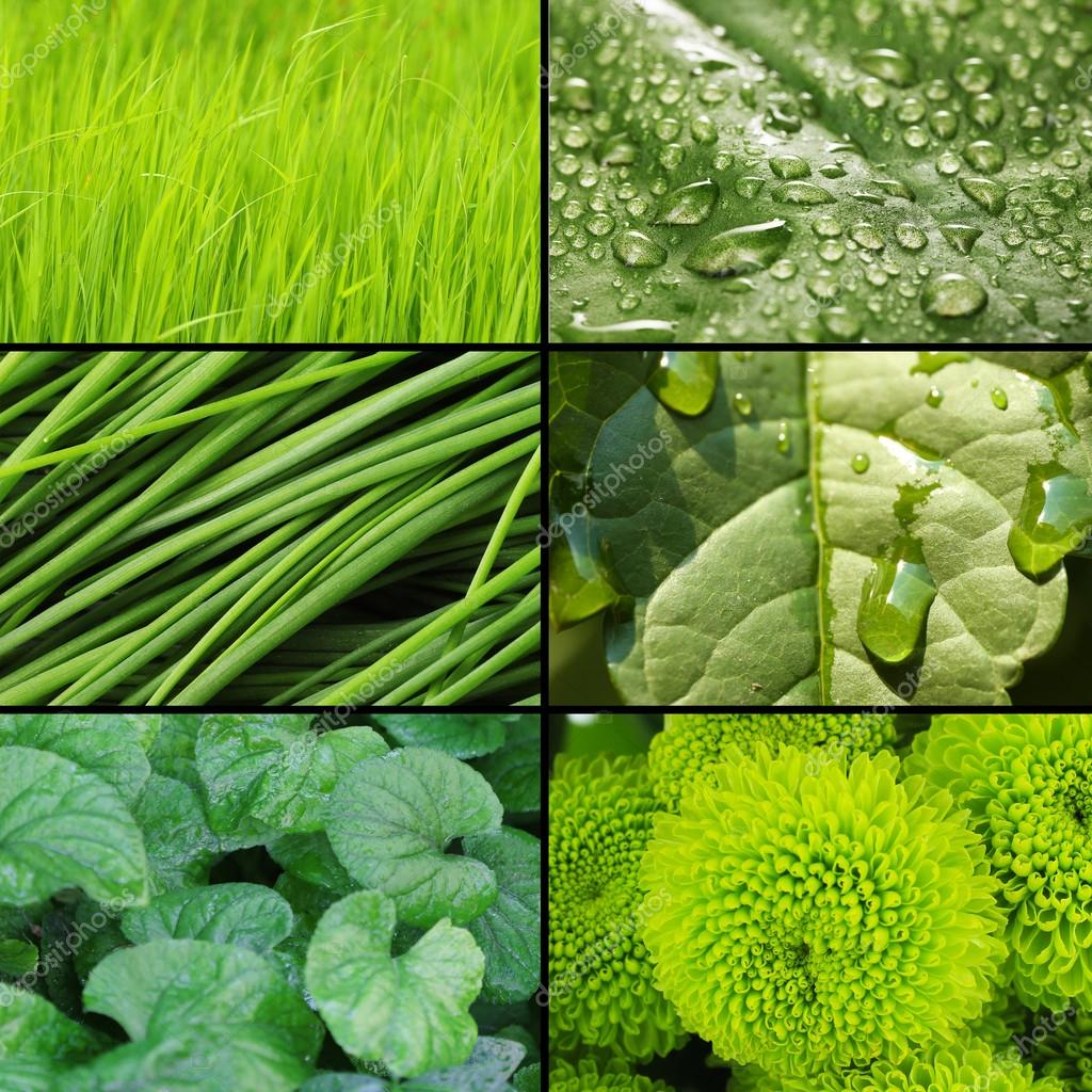 Green color samples collage Stock Photo by ©belchonock 62293969