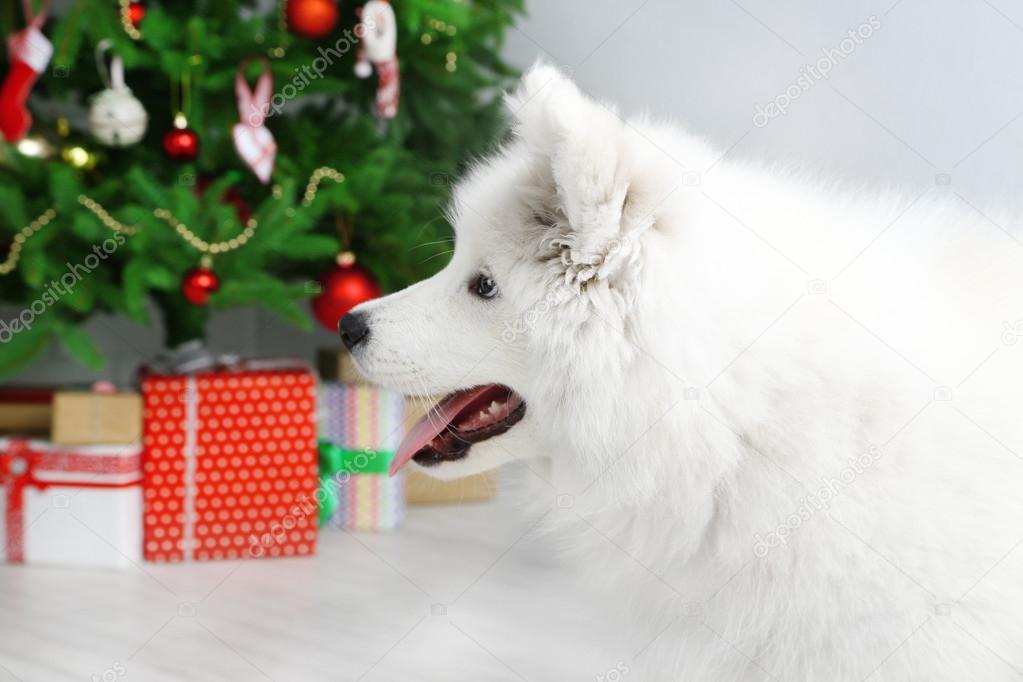 Playful Samoyed dog in room with Christmas tree on background Stock ...