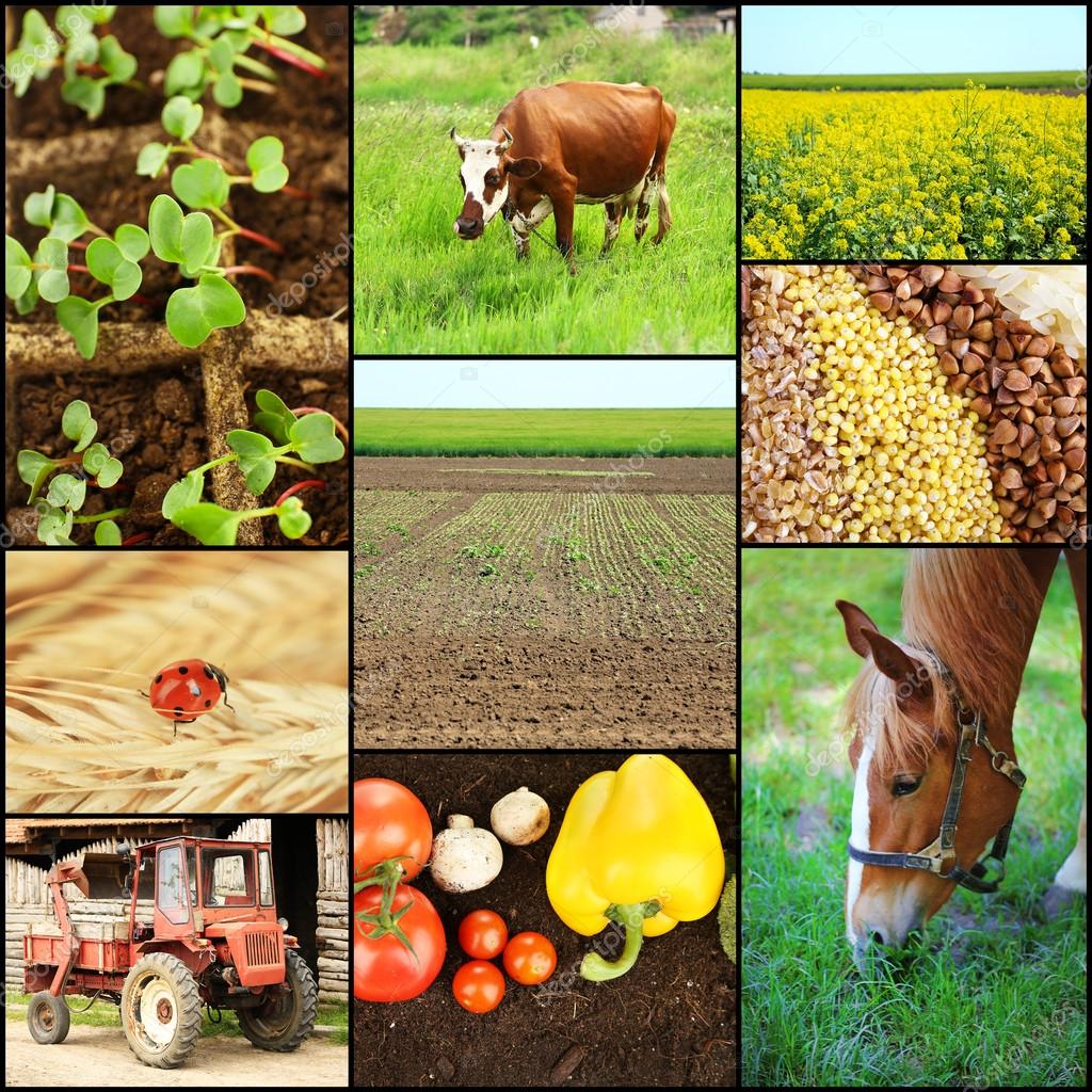 Agriculture collage Stock Photo by ©belchonock 63768685