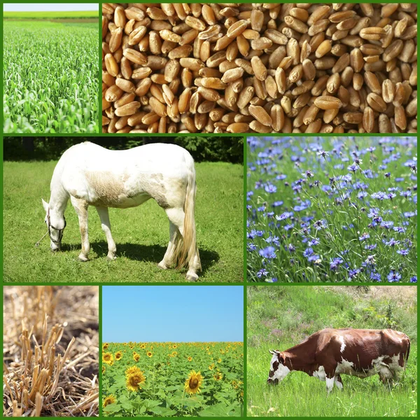 Agriculture collage Stock Photos, Royalty Free Agriculture collage ...