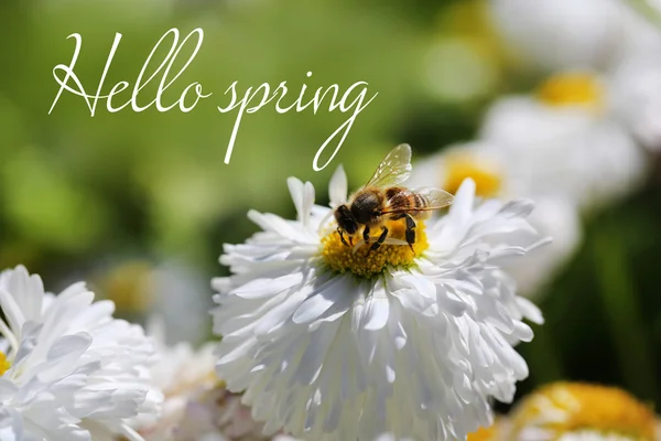 Hello spring Stock Photos, Royalty Free Hello spring Images | Depositphotos