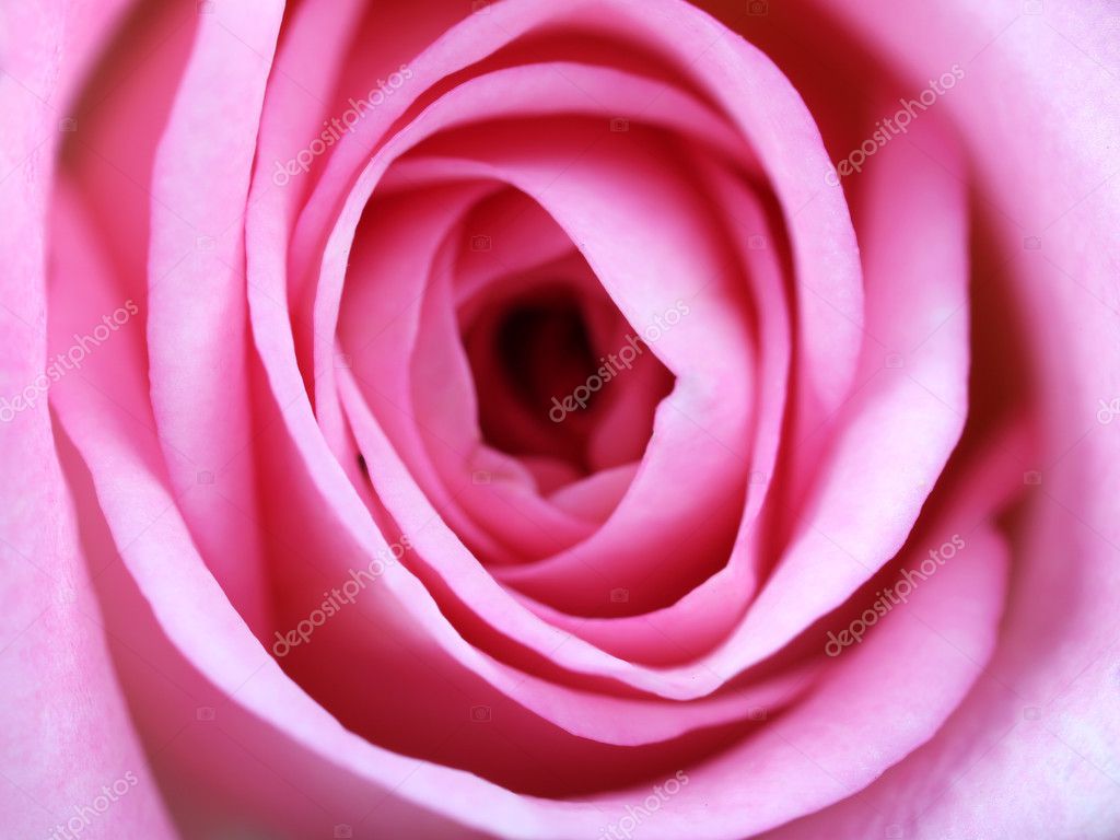 Beautiful pink rose close up — Stock Photo © belchonock #68110019