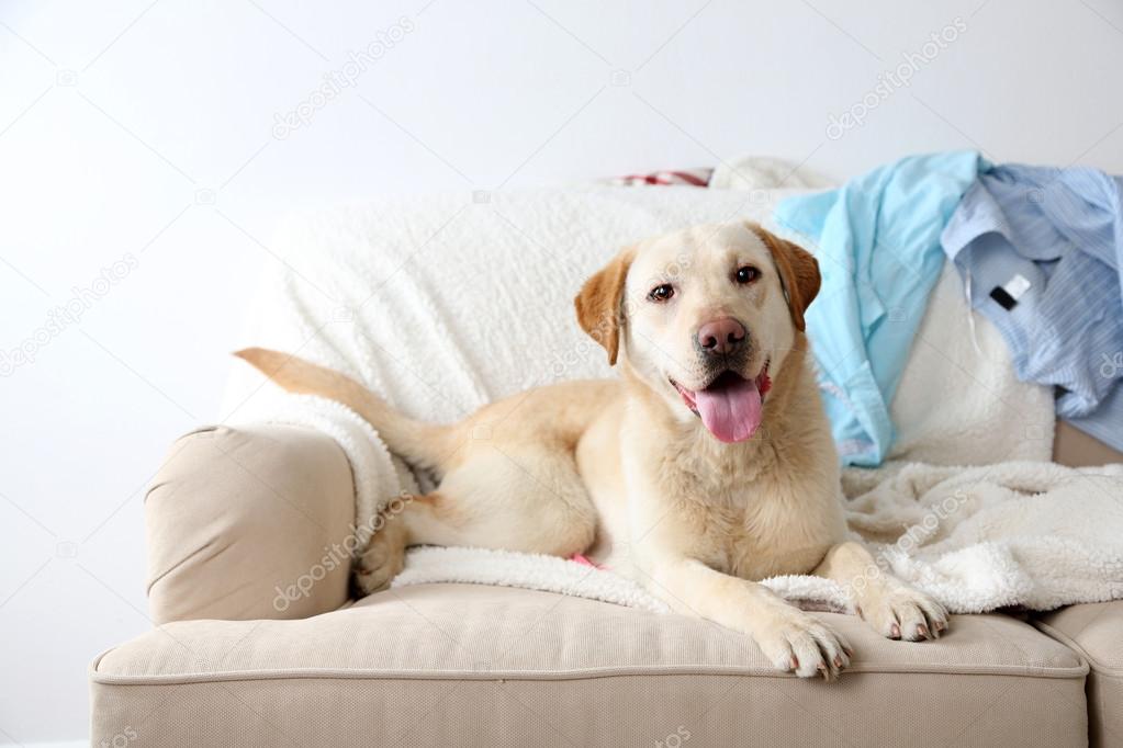 Dog in messy room, lying on sofa, close-up Stock Photo by ©belchonock ...