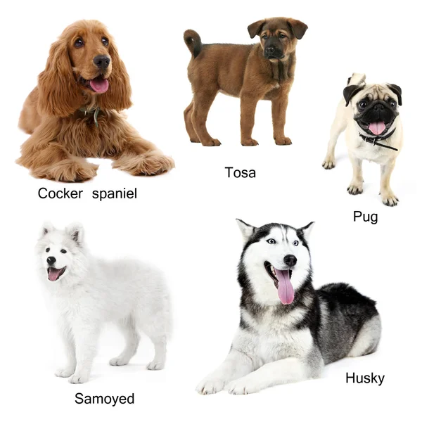 Dog breeds collage Stock Photos, Royalty Free Dog breeds collage Images | Depositphotos