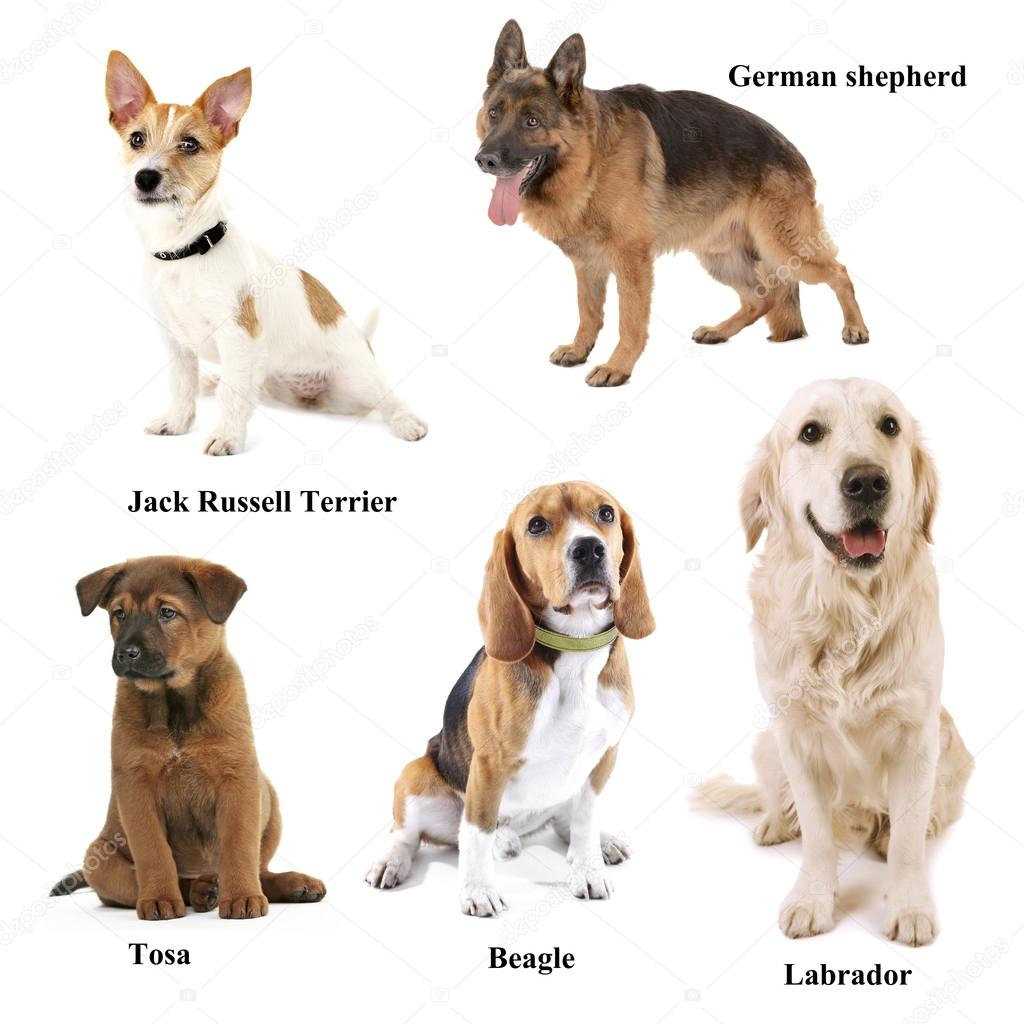 Différentes races de chiens image libre de droit par belchonock © #70792155