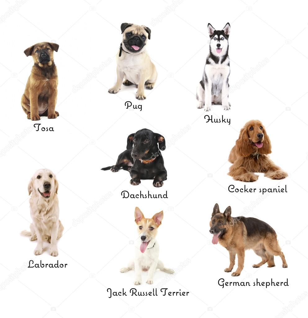Different breeds of dogs — Stock Photo © belchonock #71128865