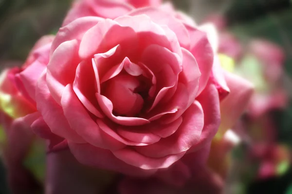 Rose zen Stock Photos, Royalty Free Rose zen Images | Depositphotos