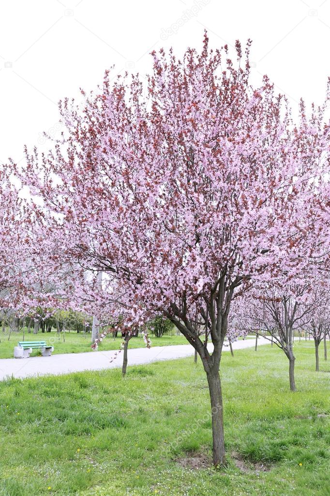 Beautiful flowering trees in park — Stock Photo © belchonock #72765479