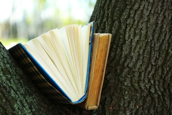 Book in tree Stock Photos, Royalty Free Book in tree Images | Depositphotos