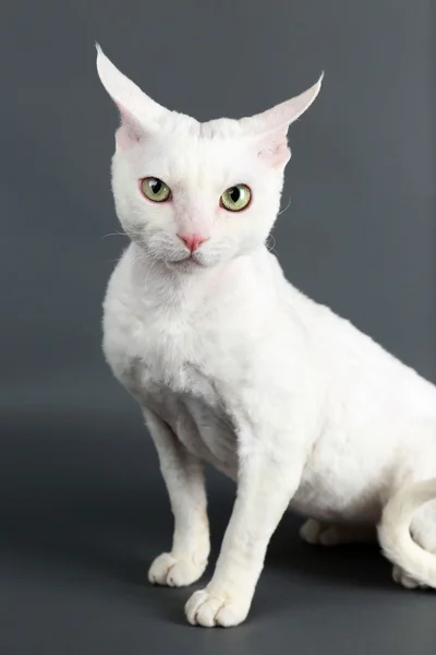 Beautiful white cat — Stock Photo © belchonock #72911527