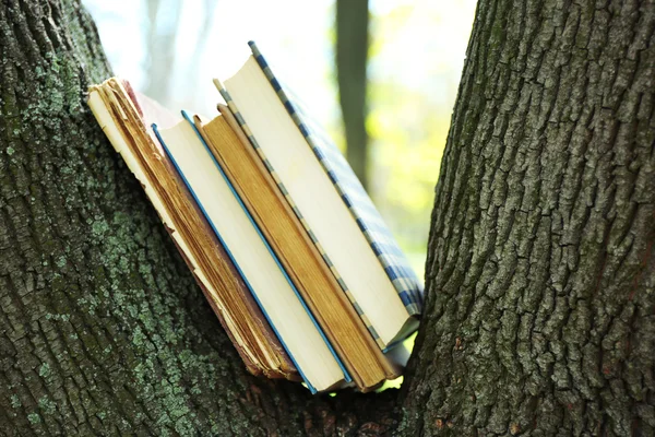 Book in tree Stock Photos, Royalty Free Book in tree Images | Depositphotos