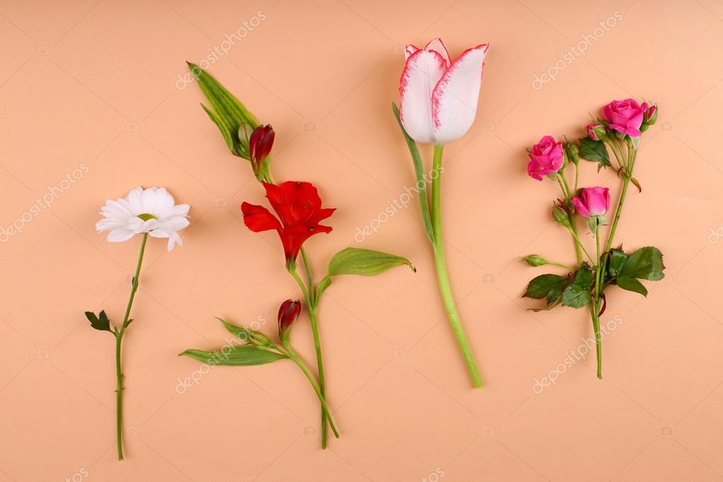 Different flowers on colour background Stock Photo by ©belchonock 73831973