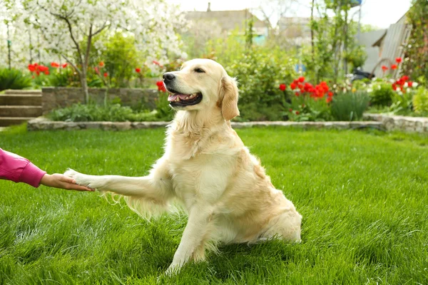 Dog paw and human hand doing a handshake, outdoors - Stock Image ...