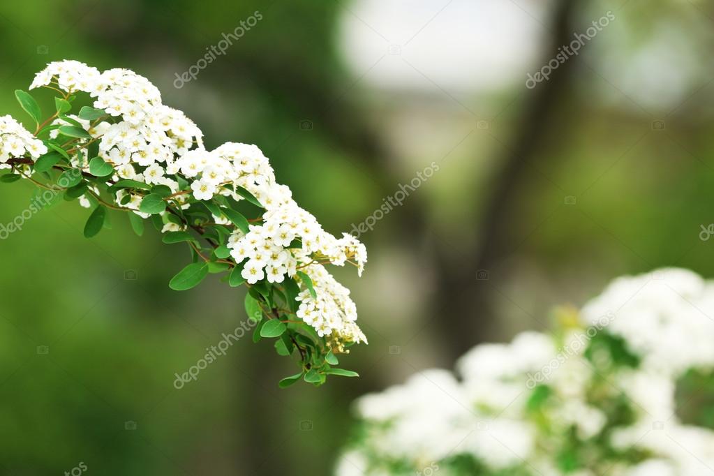 White flowers of blooming rowan tree, outdoors — Stock Photo ...