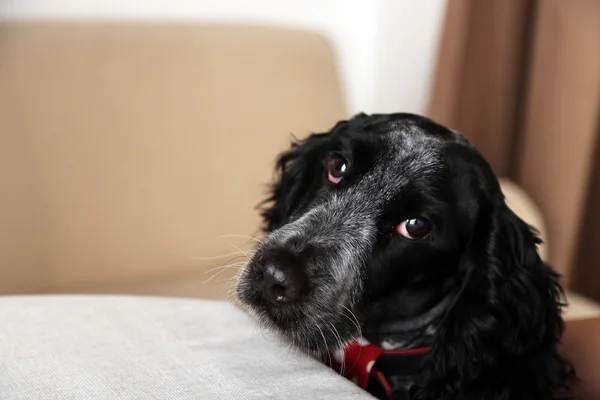 Perro rogando Stock Photos, Royalty Free Perro rogando Images ...