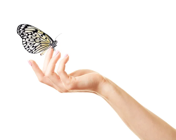 Hands holding a blue butterfly Stock Photo by ©carlosphotos 12847408