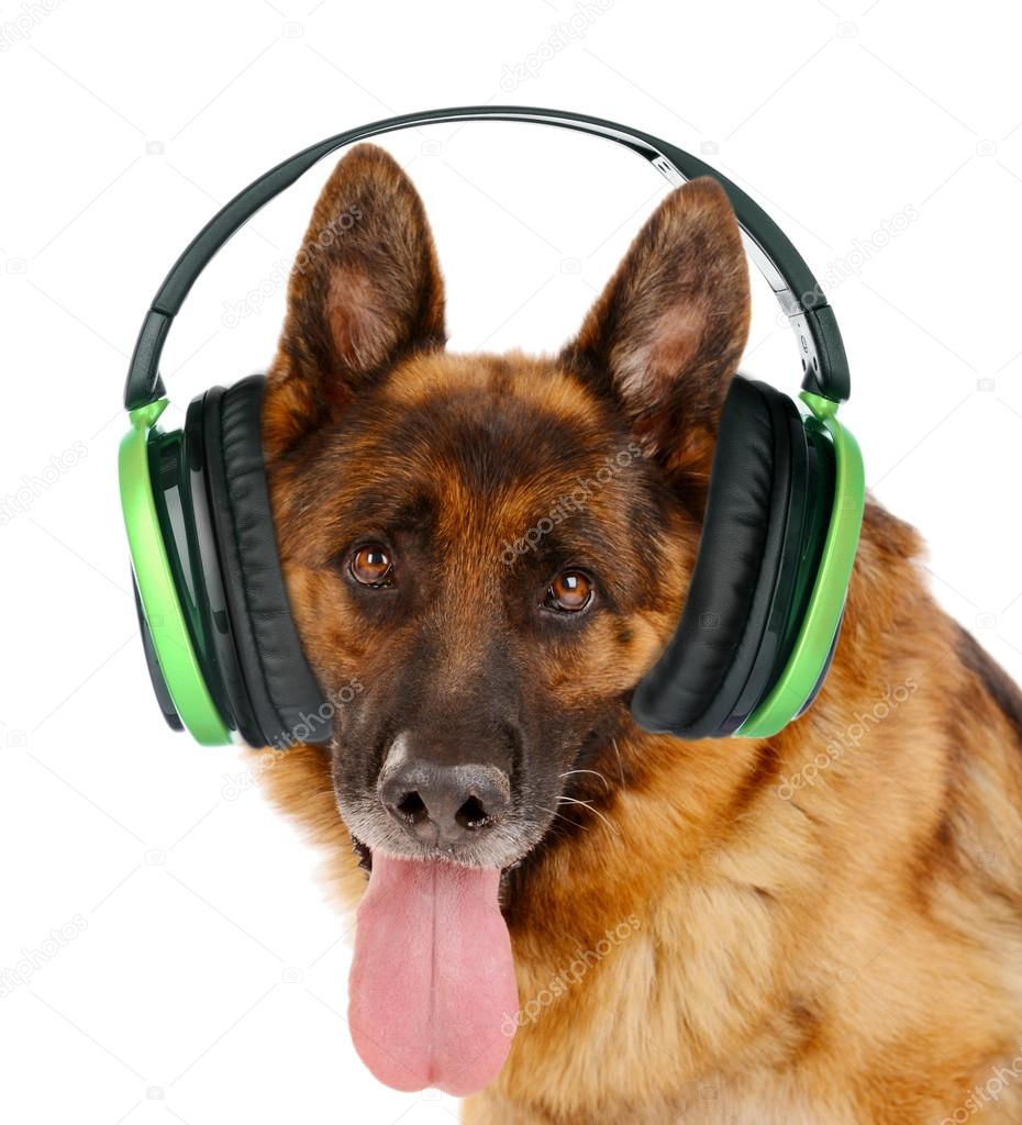 Cute Dogs With Headphones