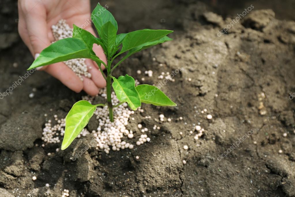 Female hand with fertilizer for plant over soil background Stock Photo ...