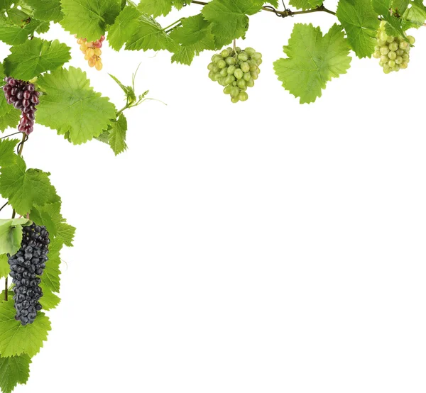 Fresh grapevine frame Stock Photo by ©Miiisha 2777359