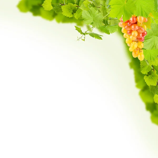 Fresh grapevine frame Stock Photo by ©Miiisha 2777359