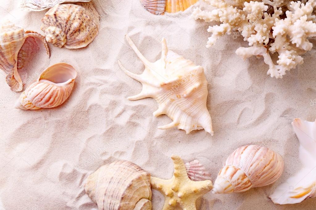 Beautiful seashells on sand Stock Photo by ©belchonock 82065470
