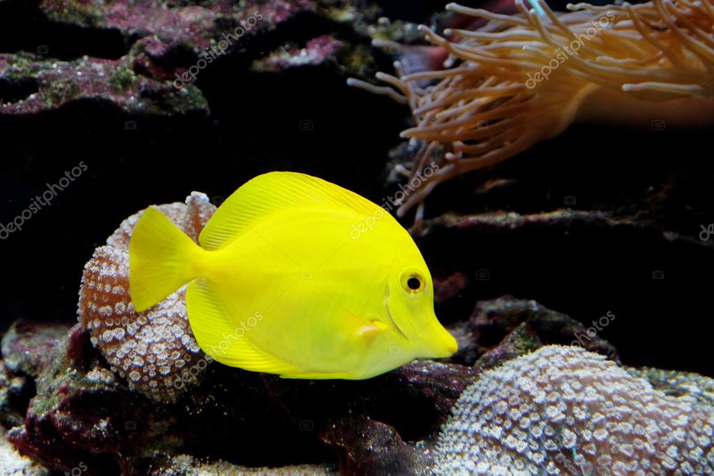 Exotic fish in an aquarium Stock Photo by ©belchonock 82656628