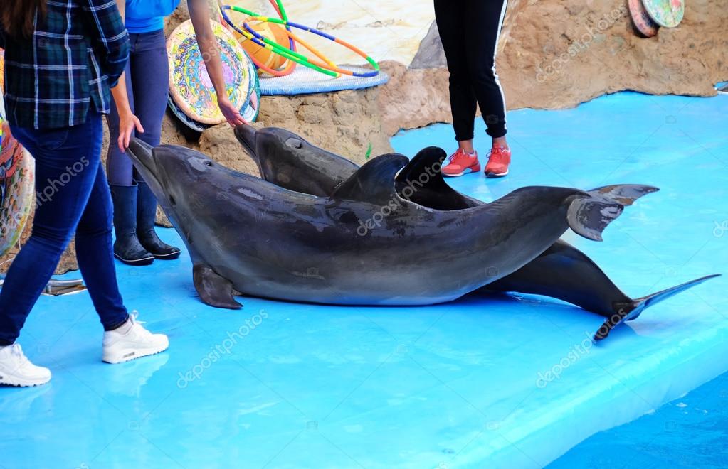 Lindos delfines y entrenador en los delfinarios 2023