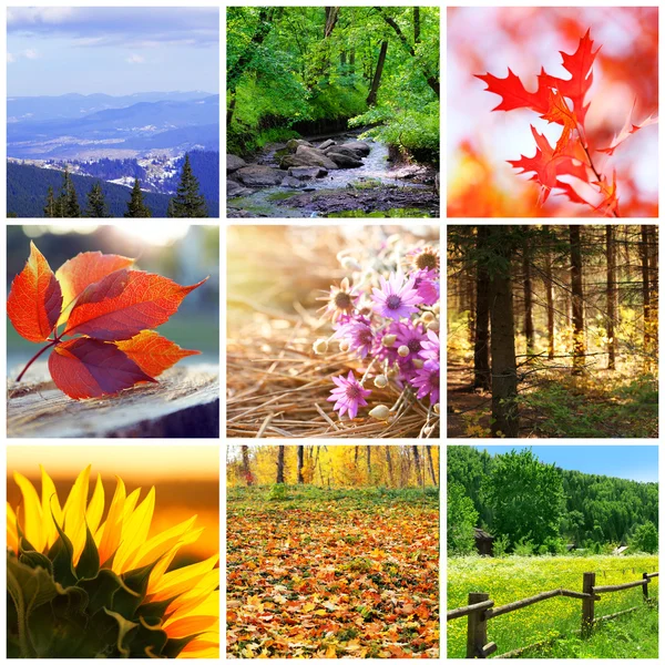 Autumn nature collage — Stock Photo © Anna_Om #6966473