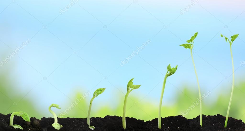Bean seed germination different stages on nature background — Stock ...