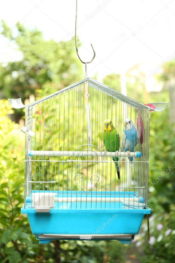Cute colorful budgies in cage Stock Photo by ©belchonock 84391276